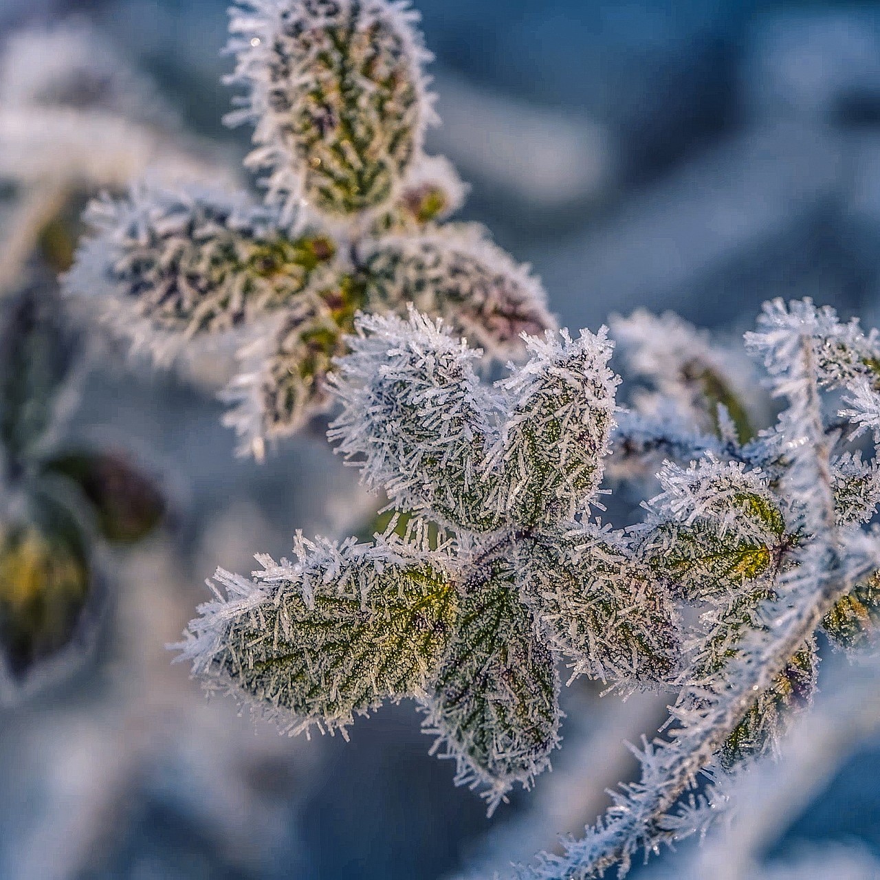 Uwaga na przymrozki! IMGW wydał alert dla całej Polski - Aktualności | OPI Ostrowski Portal ...